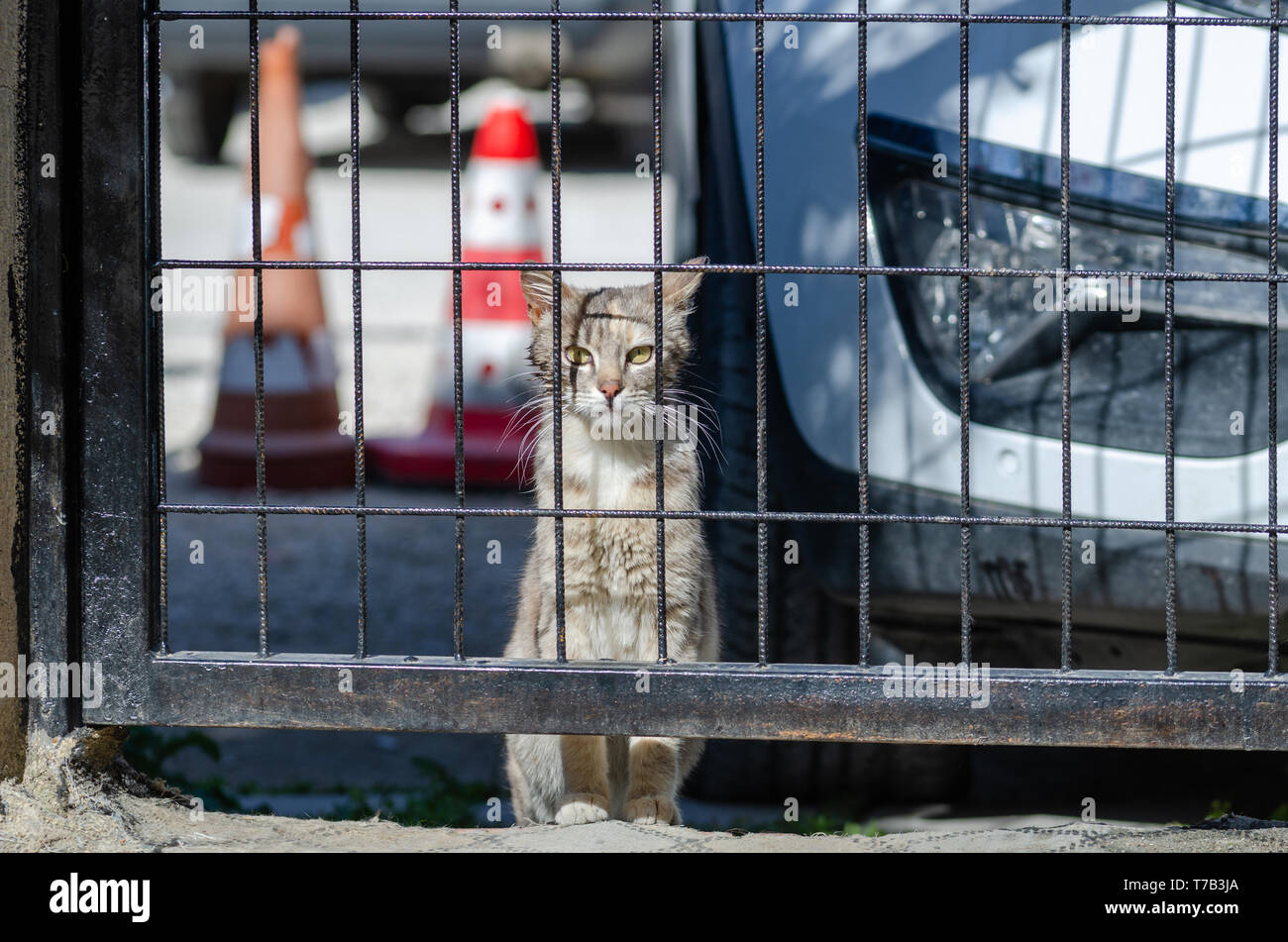 Alley cats hi-res stock photography and images - Alamy