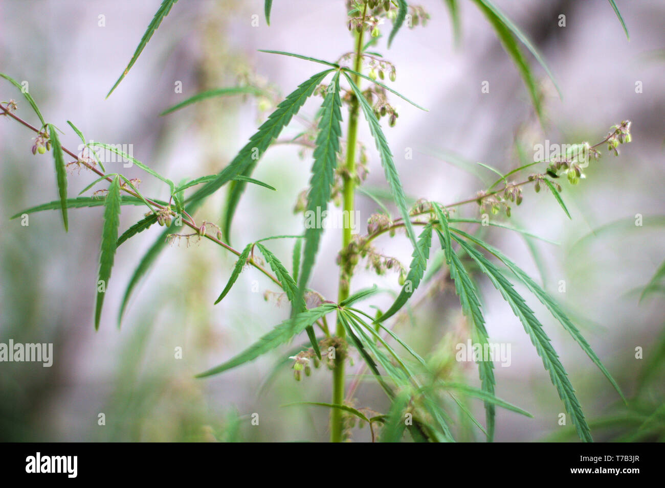 Cannabis bush isolated on hi-res stock photography and images - Alamy