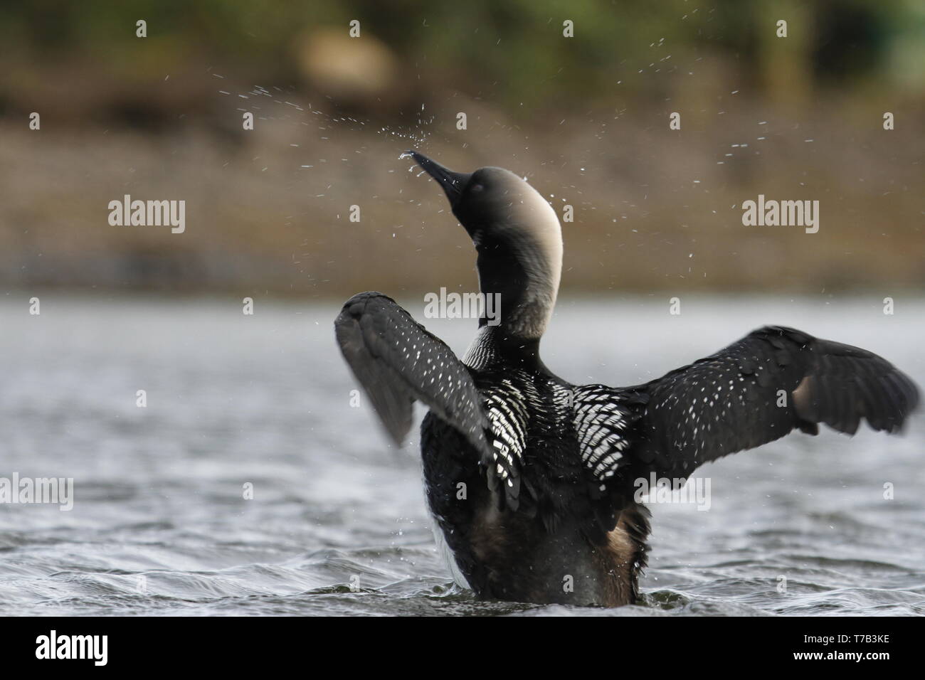 Adult Pacific Loon or Pacific Diver (Gavia pacifica), breeding plumage ...
