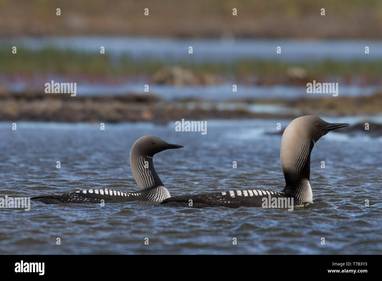 Male And Female Common Loon