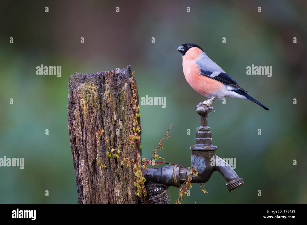 Bird on a tap hi-res stock photography and images - Alamy