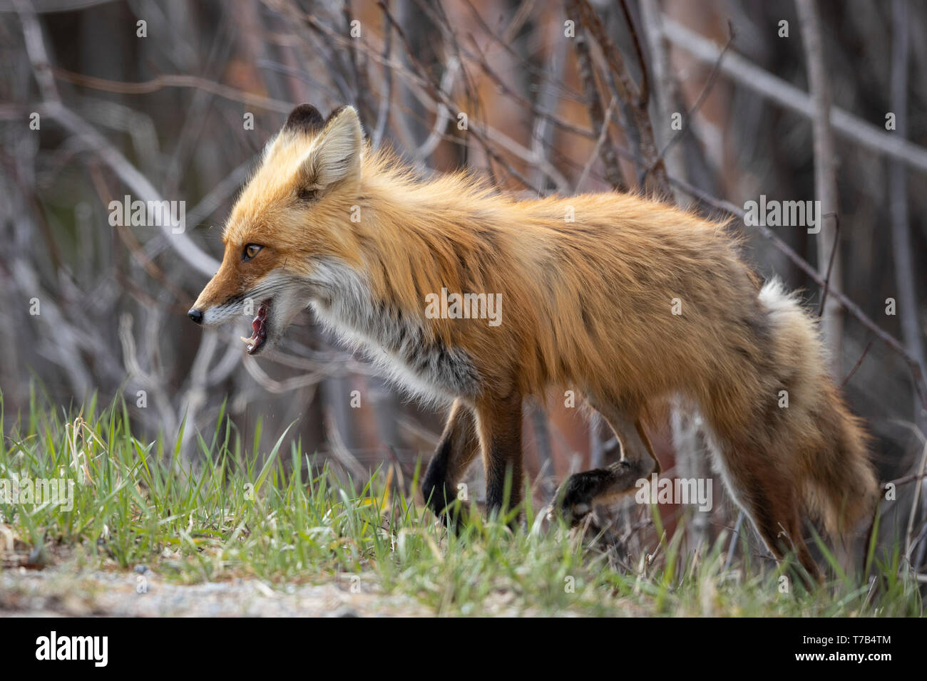 2019 animalia hi-res stock photography and images - Alamy