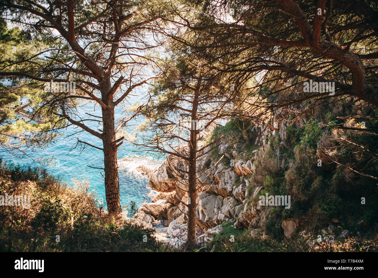Beautiful natural landscape with trees and sea Stock Photo - Alamy