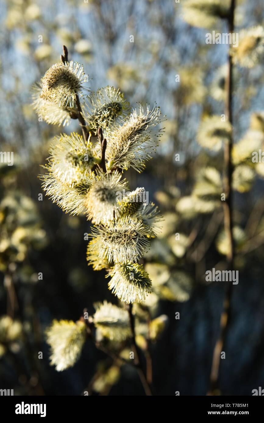 Spring budding oak tree hi-res stock photography and images - Alamy