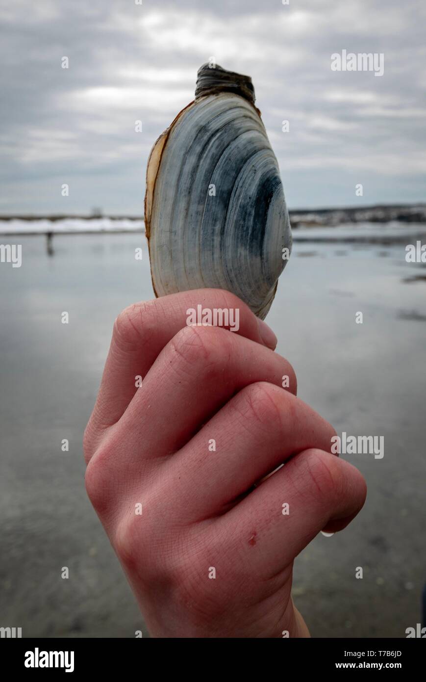 Clam harvesting hi-res stock photography and images - Alamy