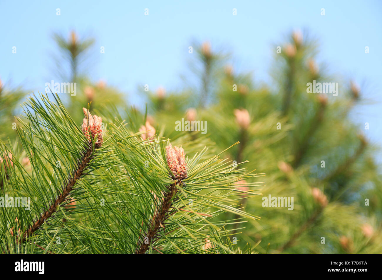 Pine flower hi-res stock photography and images - Alamy