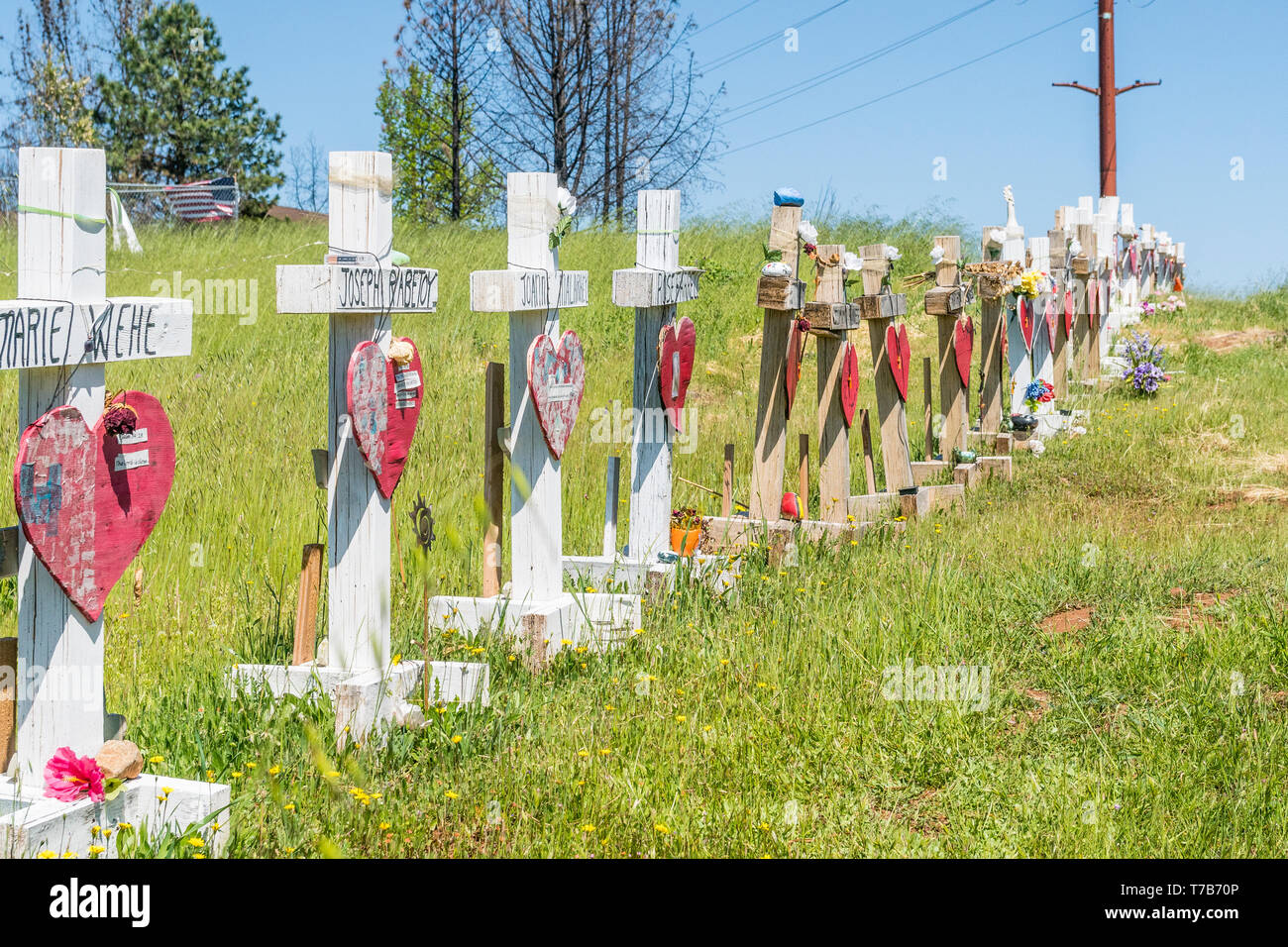 86 crosses were planted to memorialize the victims of the Camp Fire ...