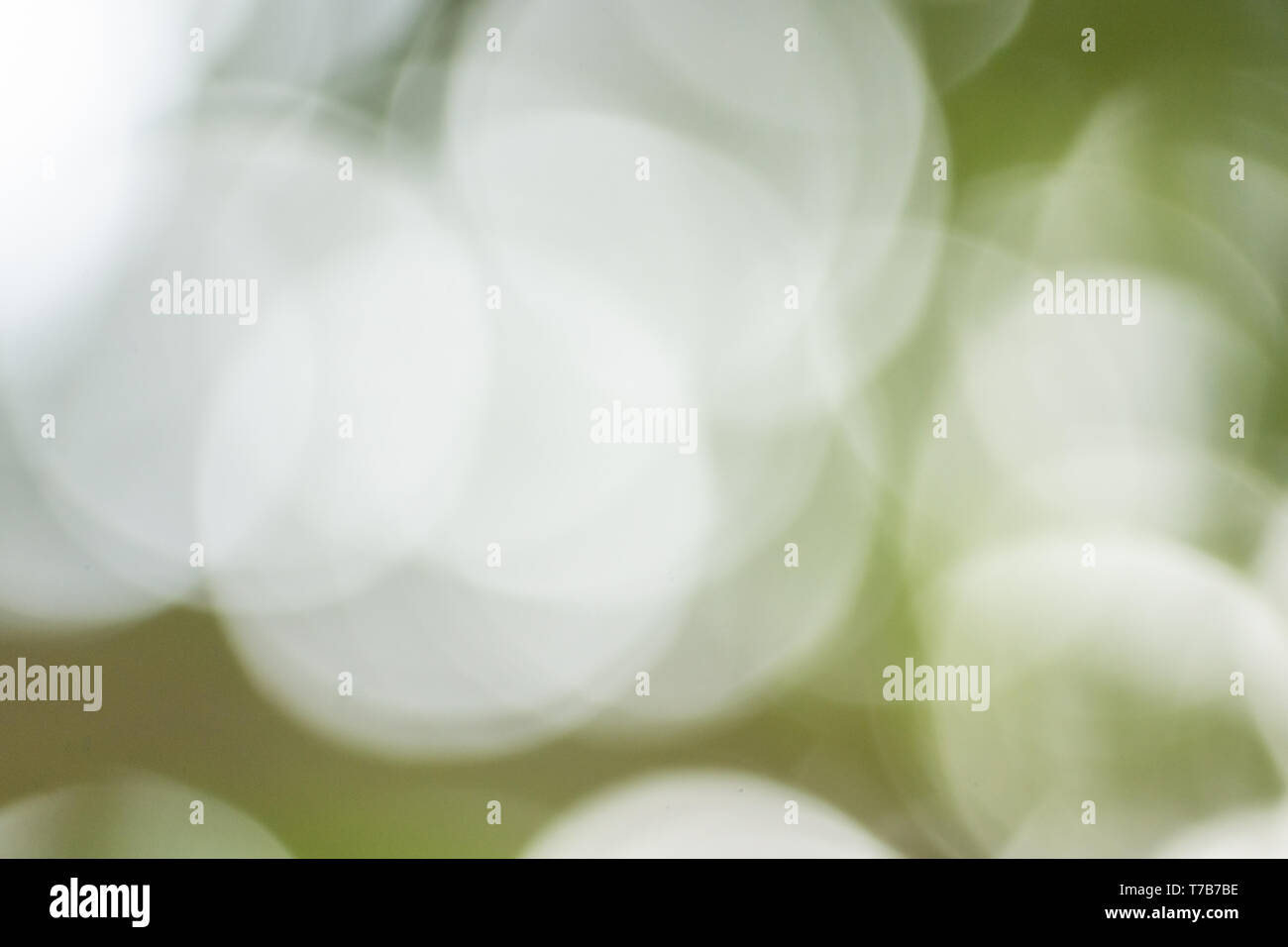 Bokeh background From natural light Stock Photo - Alamy