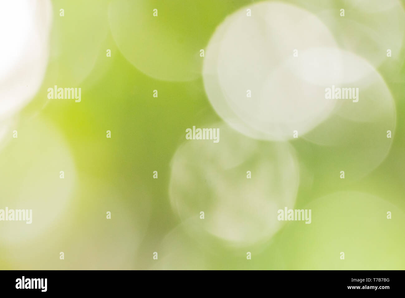 Bokeh background From natural light Stock Photo - Alamy