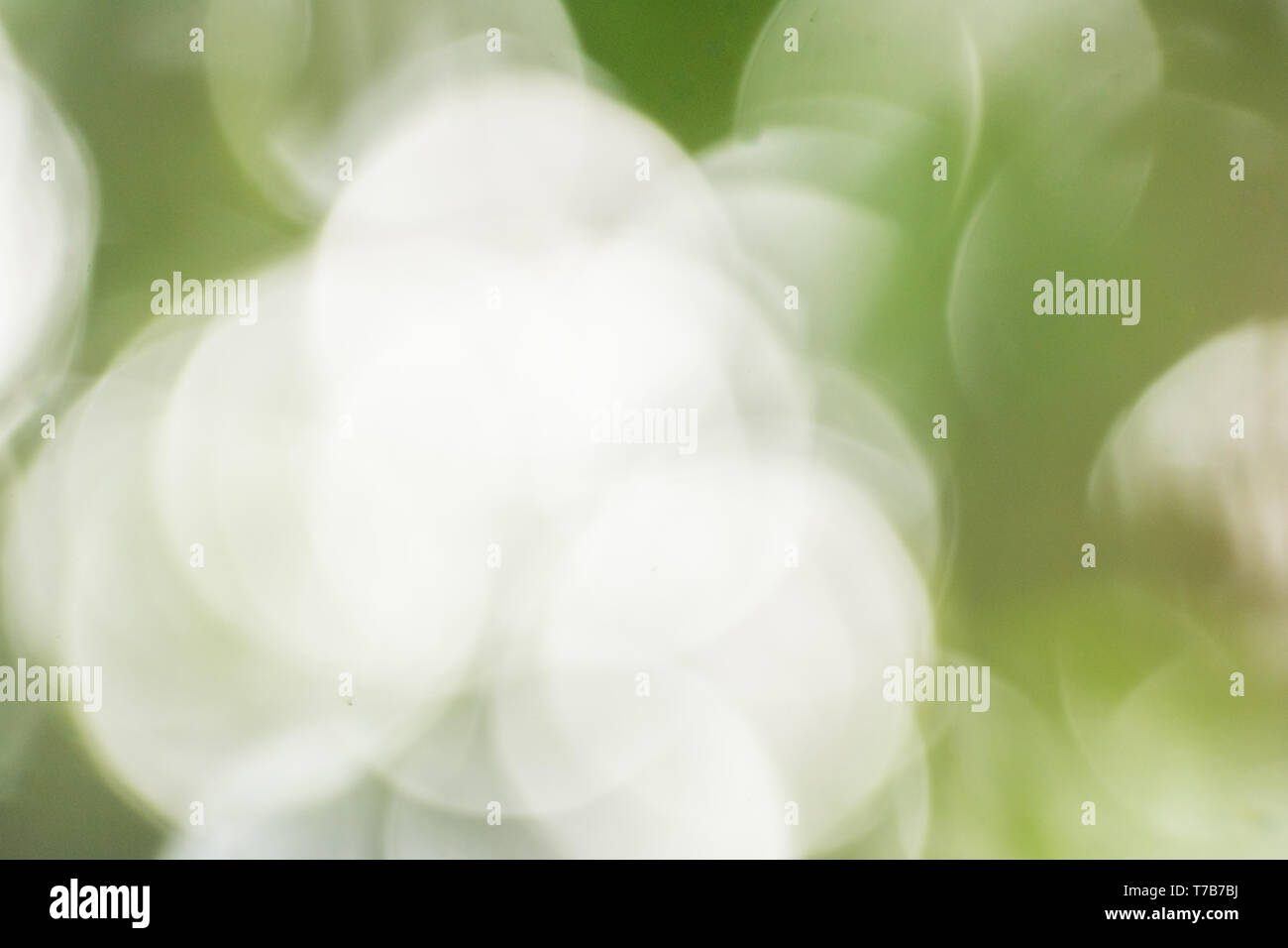 Bokeh background From natural light Stock Photo - Alamy