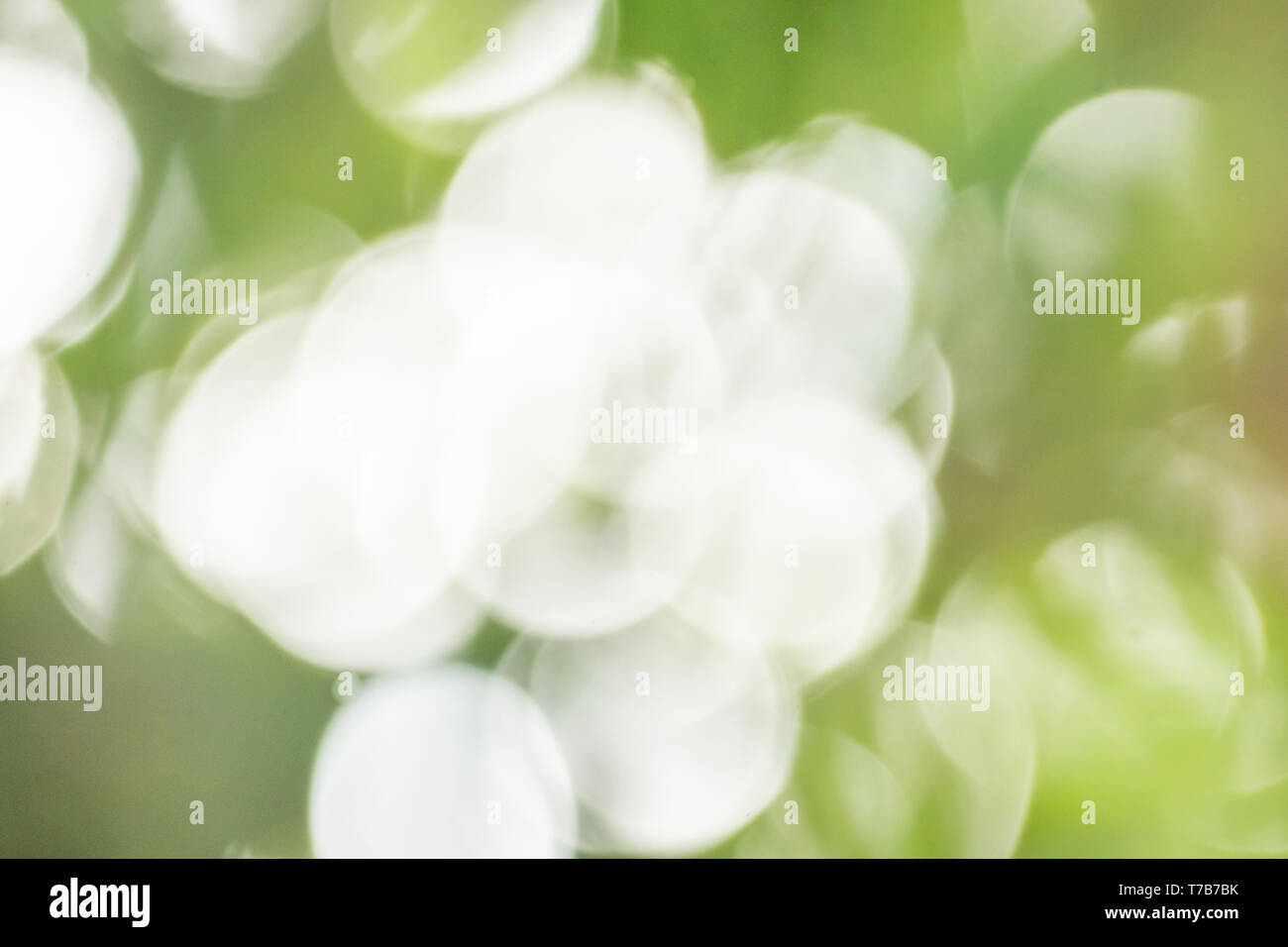 Bokeh background From natural light Stock Photo - Alamy