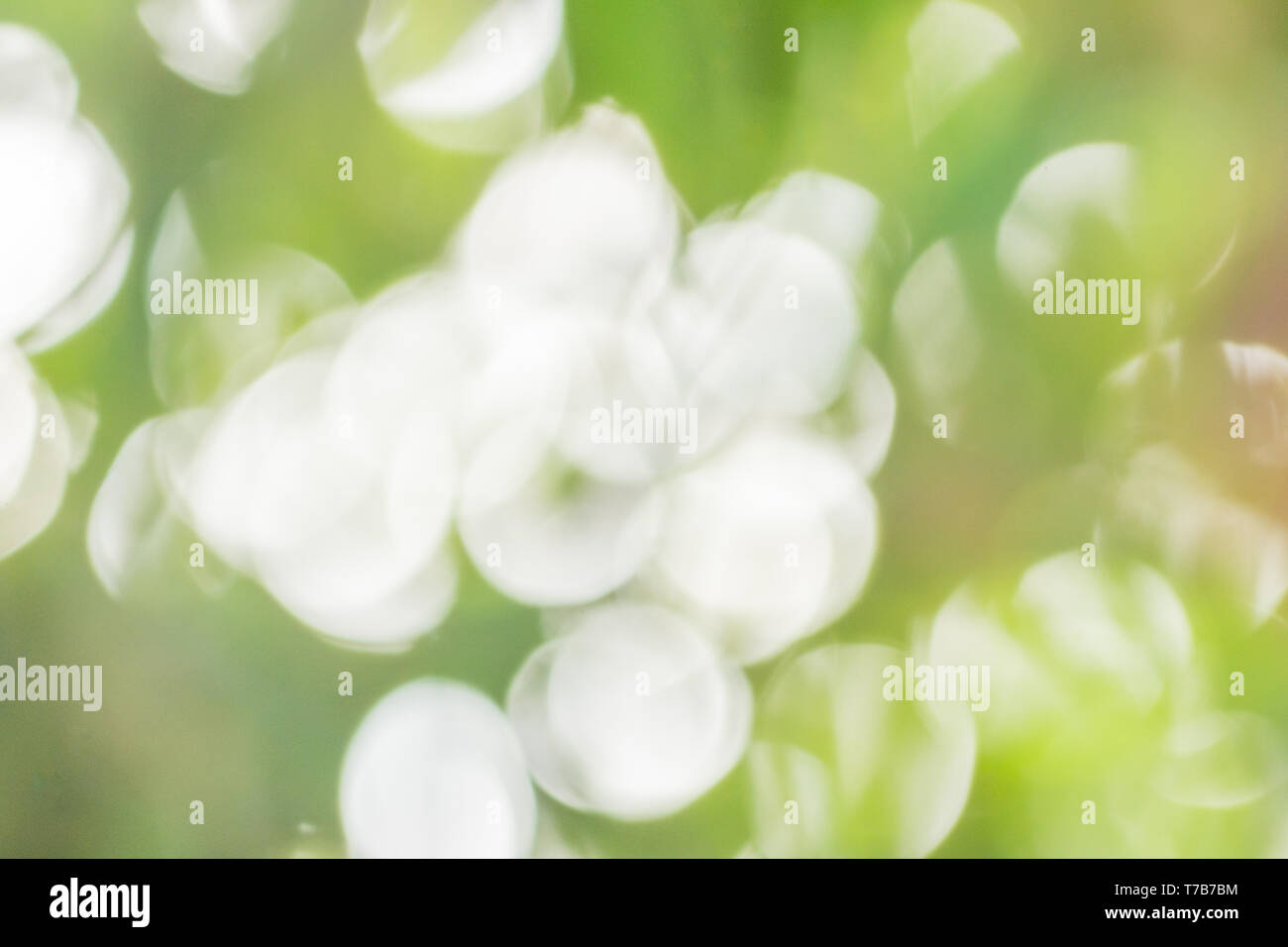 Bokeh background From natural light Stock Photo - Alamy