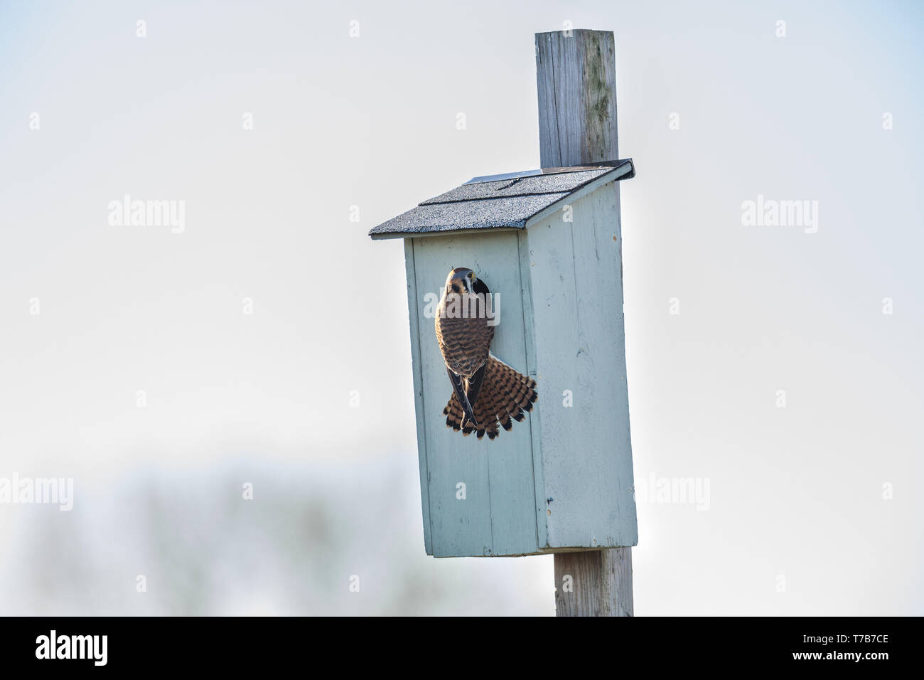 american kestrel and nest box at Burnaby BC Canada Stock Photo - Alamy