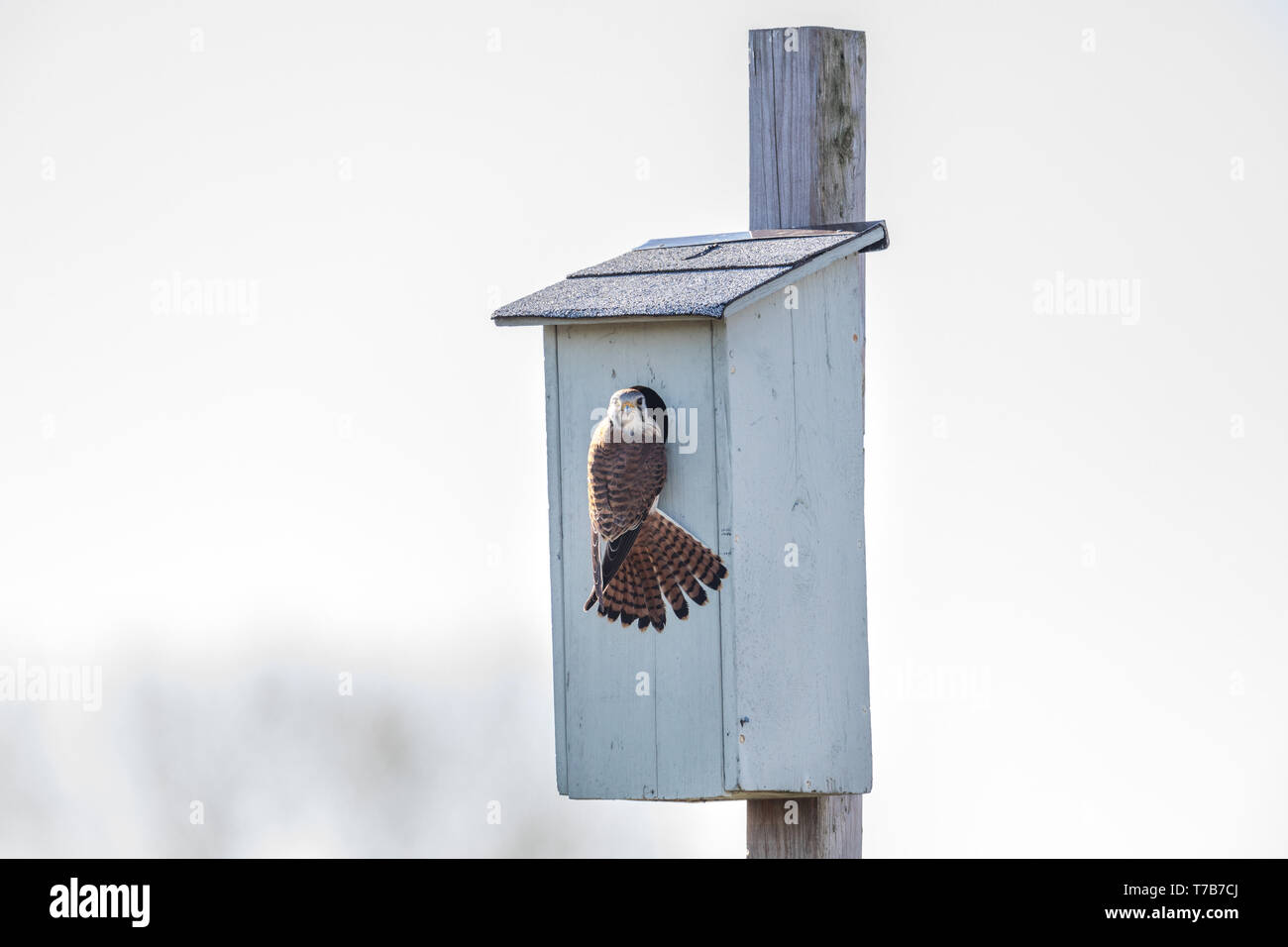 american kestrel and nest box at Burnaby BC Canada Stock Photo - Alamy