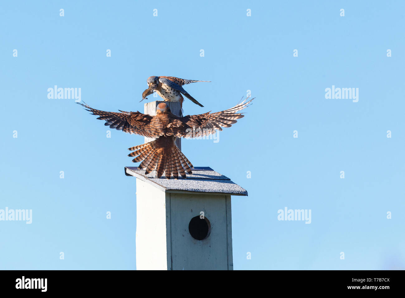 Kestrel nest box hi-res stock photography and images - Alamy