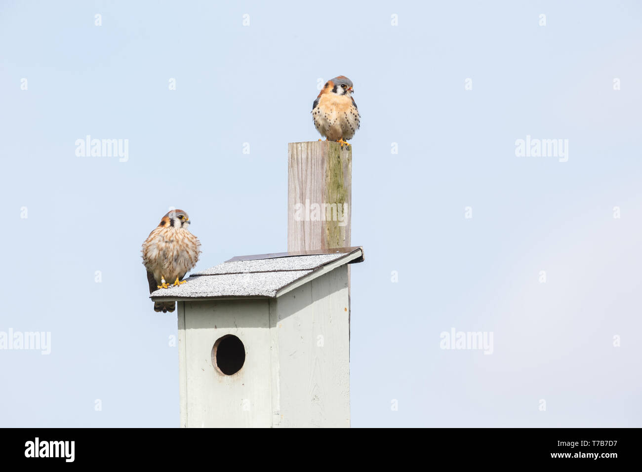 Kestrel nest box hi-res stock photography and images - Alamy