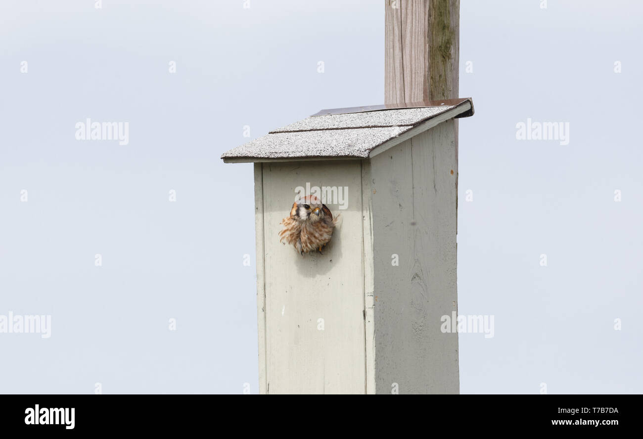 american kestrel and nest box at Burnaby BC Canada Stock Photo - Alamy
