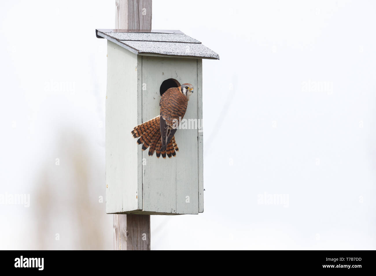 American kestrel nest hi-res stock photography and images - Alamy