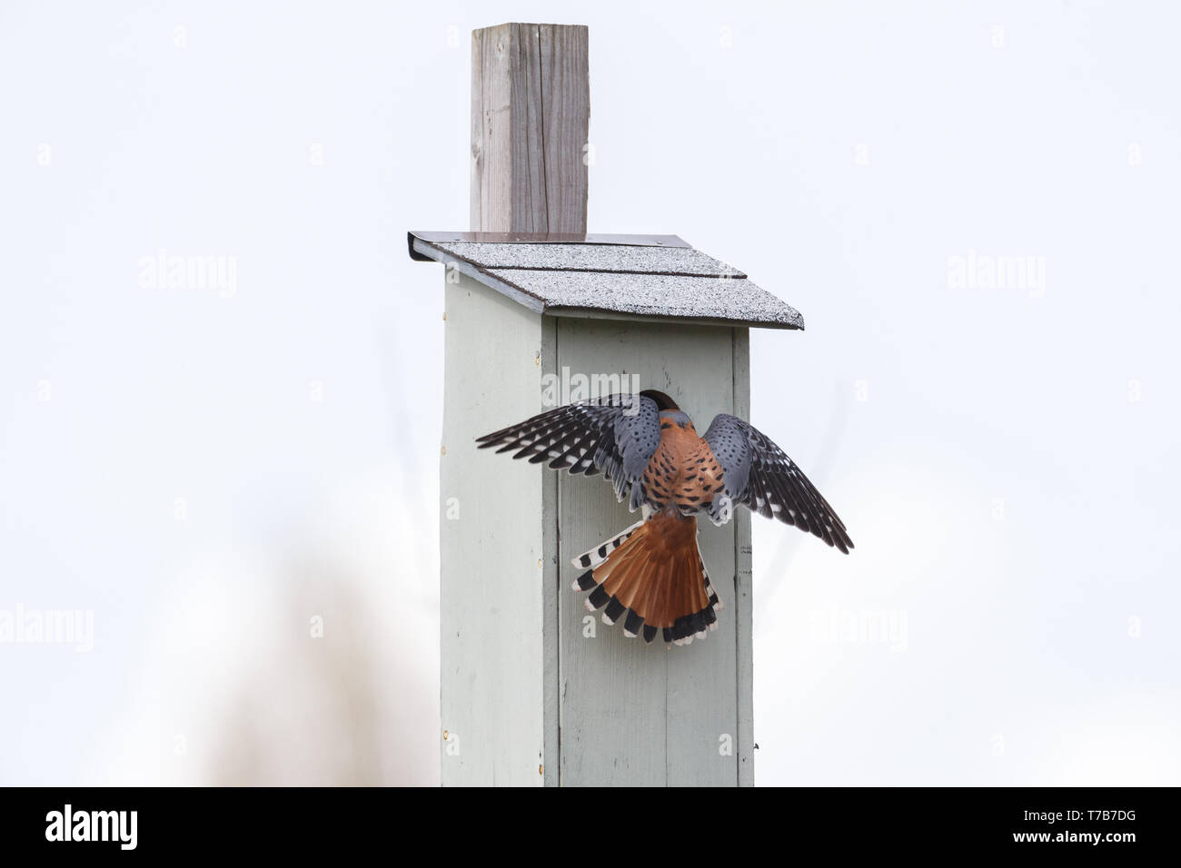 american kestrel and nest box at Burnaby BC Canada Stock Photo - Alamy