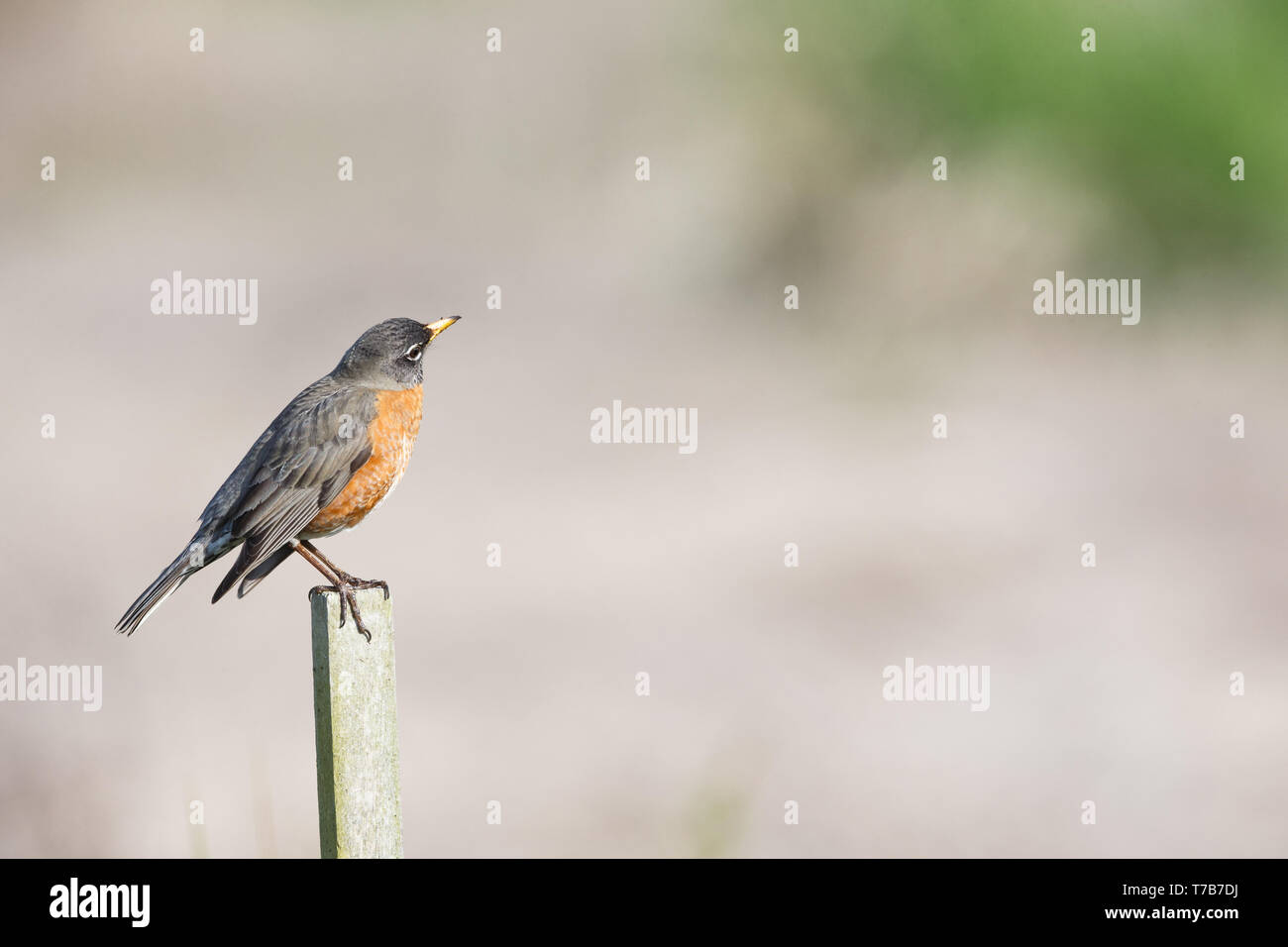 american robin bird at Burnaby BC Canada Stock Photo - Alamy