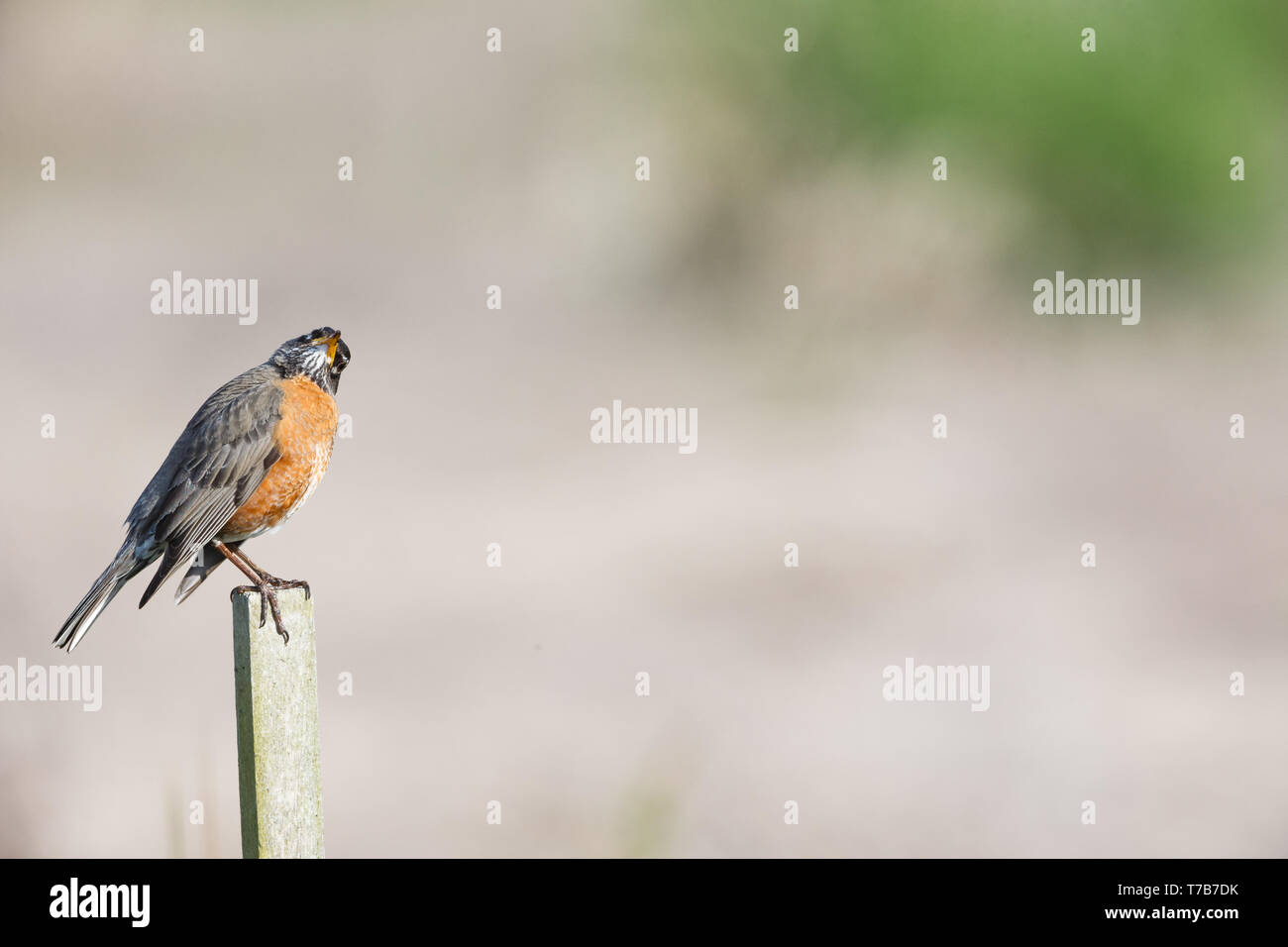 american robin bird at Burnaby BC Canada Stock Photo - Alamy
