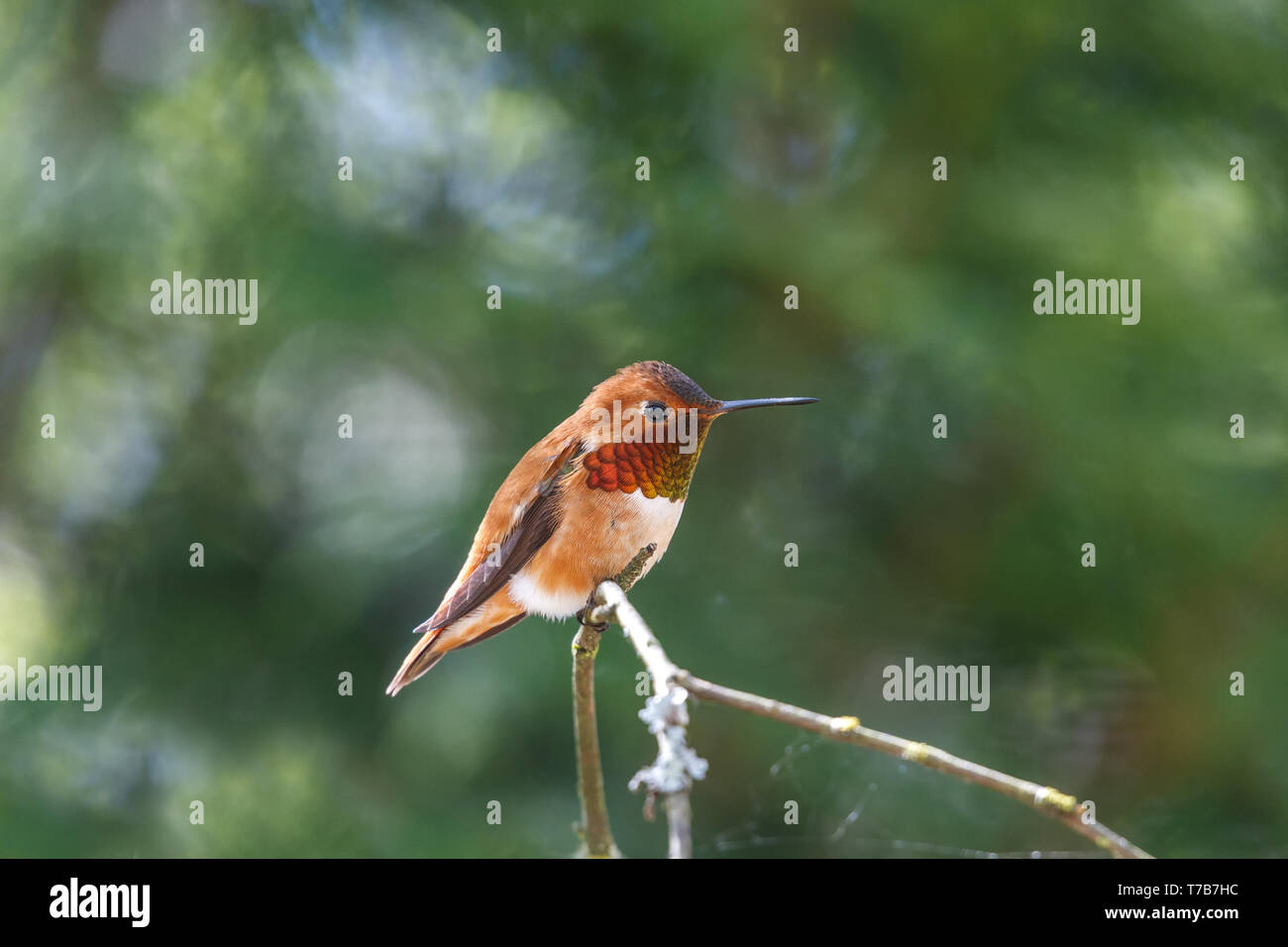 male rufous hummingbird at Richmond BC Canada Stock Photo - Alamy