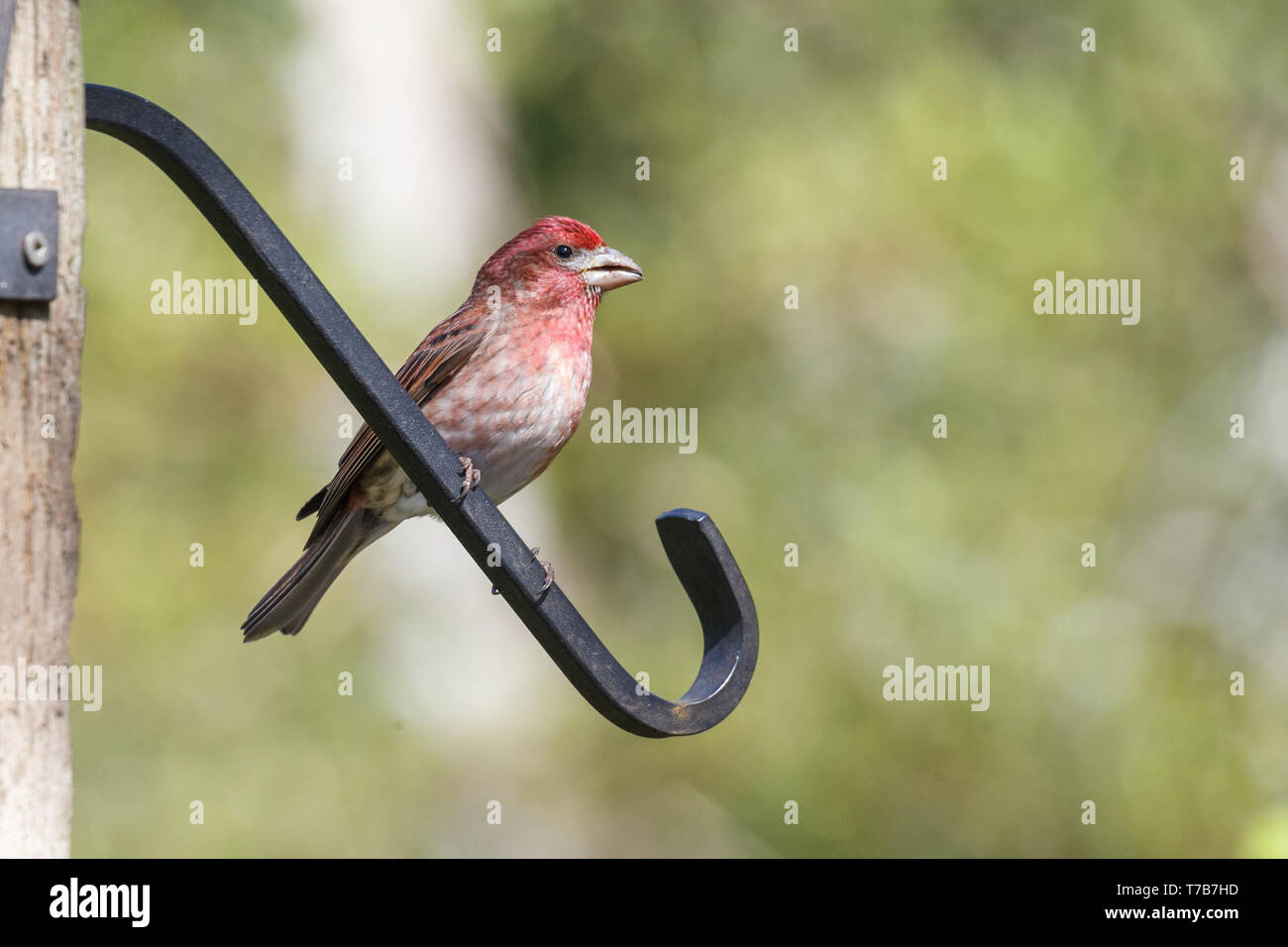 purple finch bird at Richmond BC Canada Stock Photo - Alamy