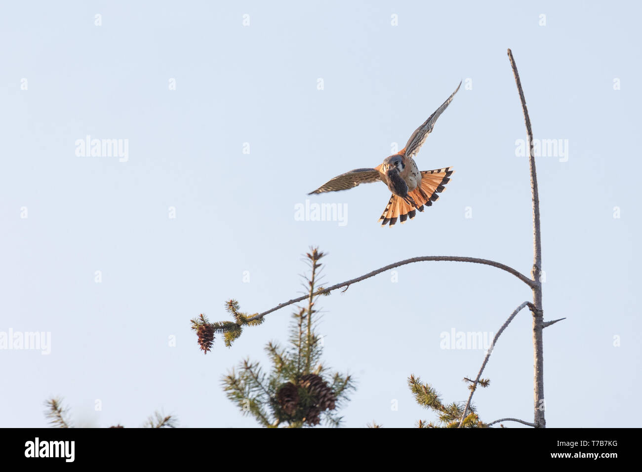 american kestrel with mouse at Burnaby BC Canada Stock Photo - Alamy
