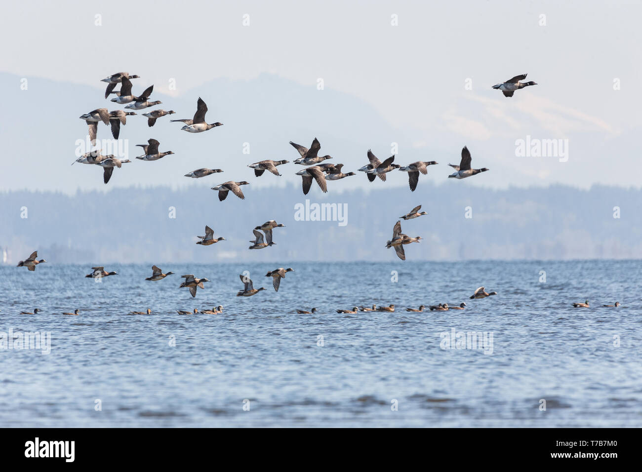 brant duck bird at Delta BC Canada Stock Photo - Alamy