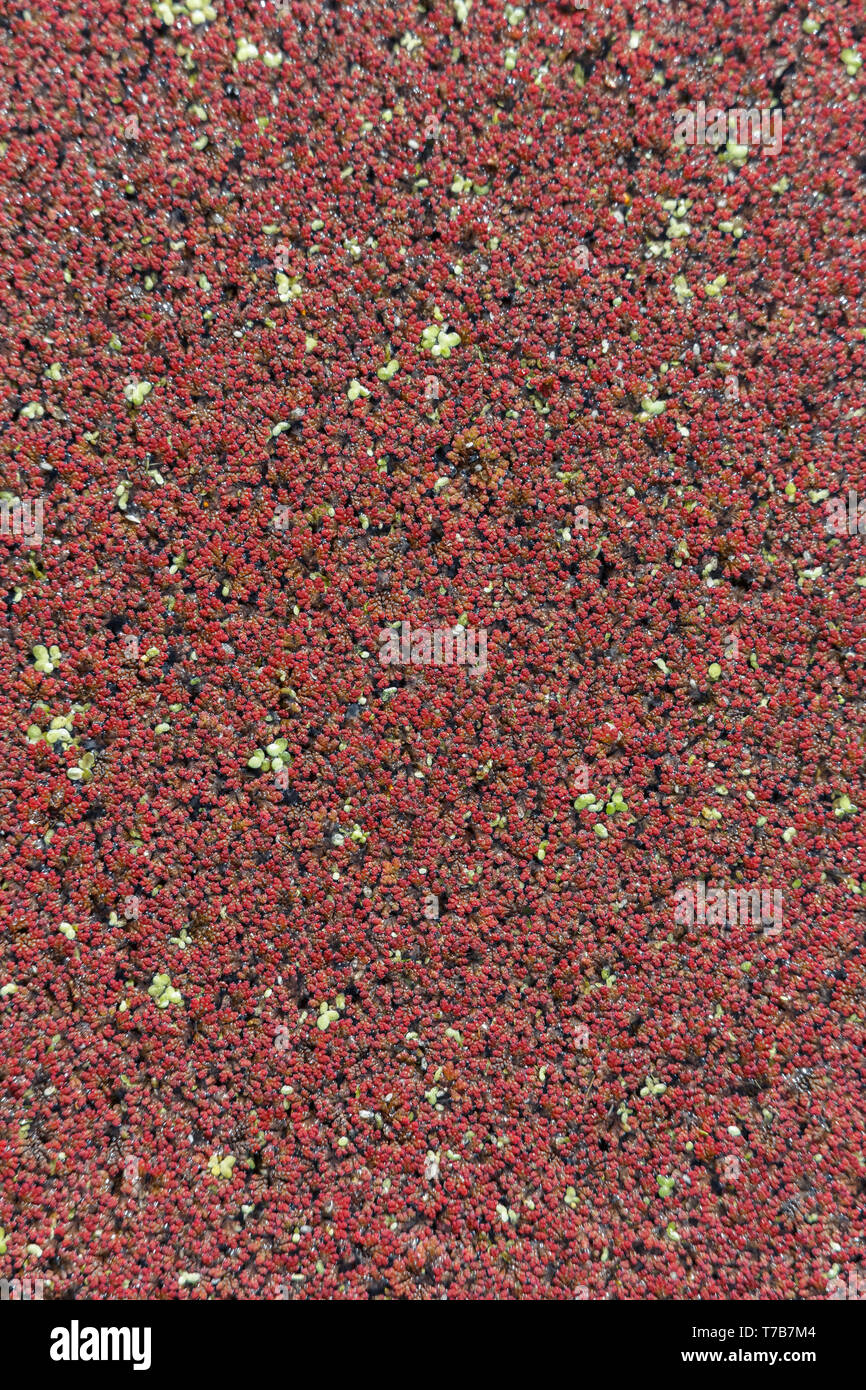 Water covered with duckweed hi-res stock photography and images - Alamy