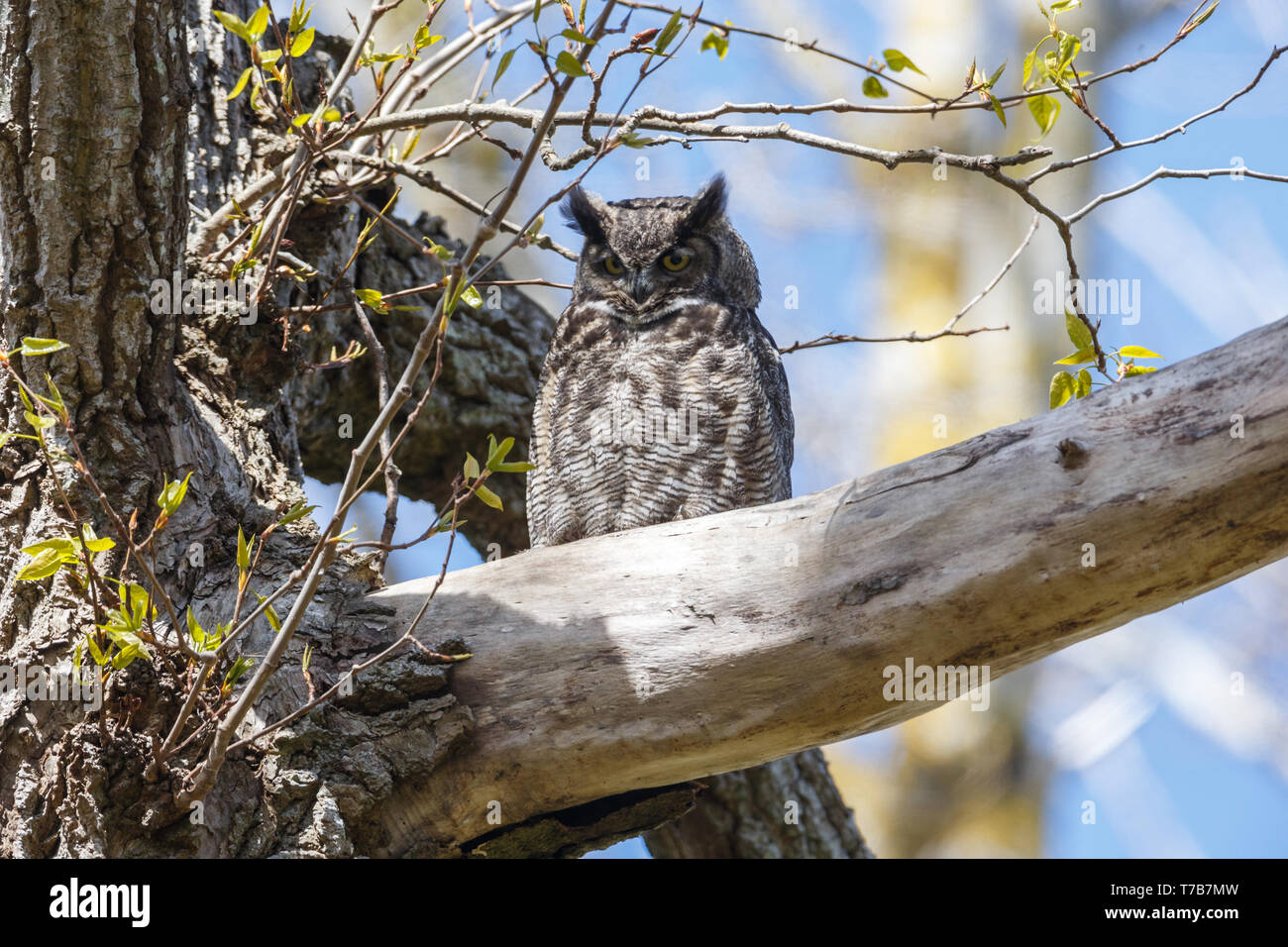 great horned owl at Delta BC Canada Stock Photo - Alamy