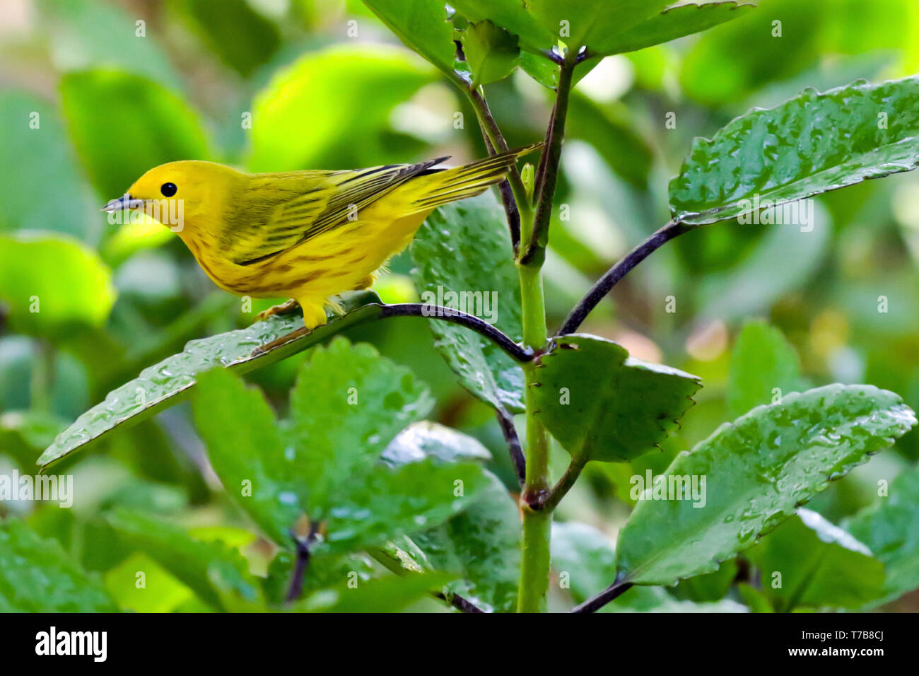 Yellow warbler in flight hi-res stock photography and images - Alamy
