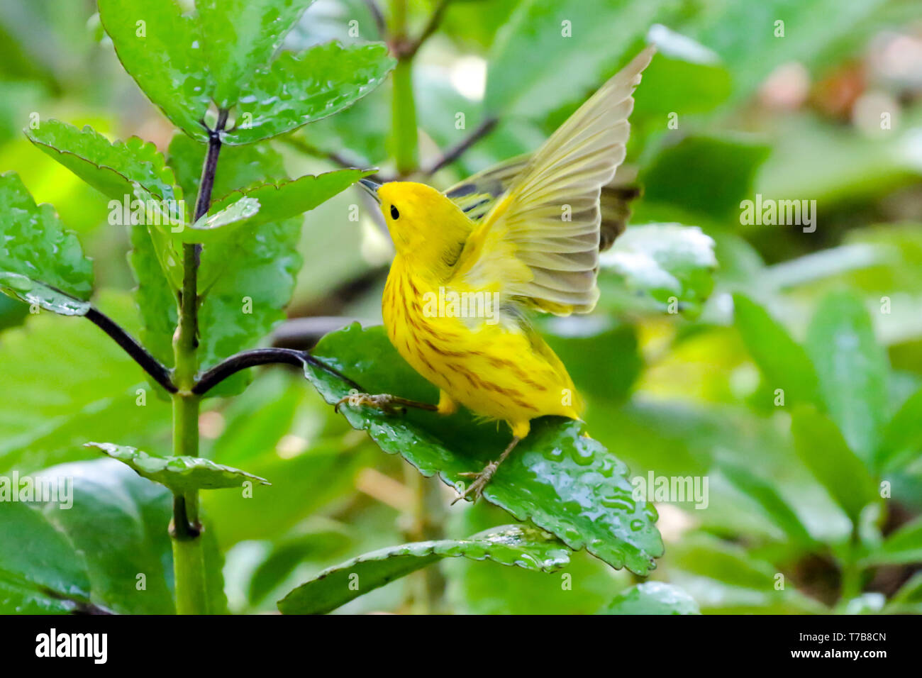 Yellow warbler in flight hi-res stock photography and images - Alamy