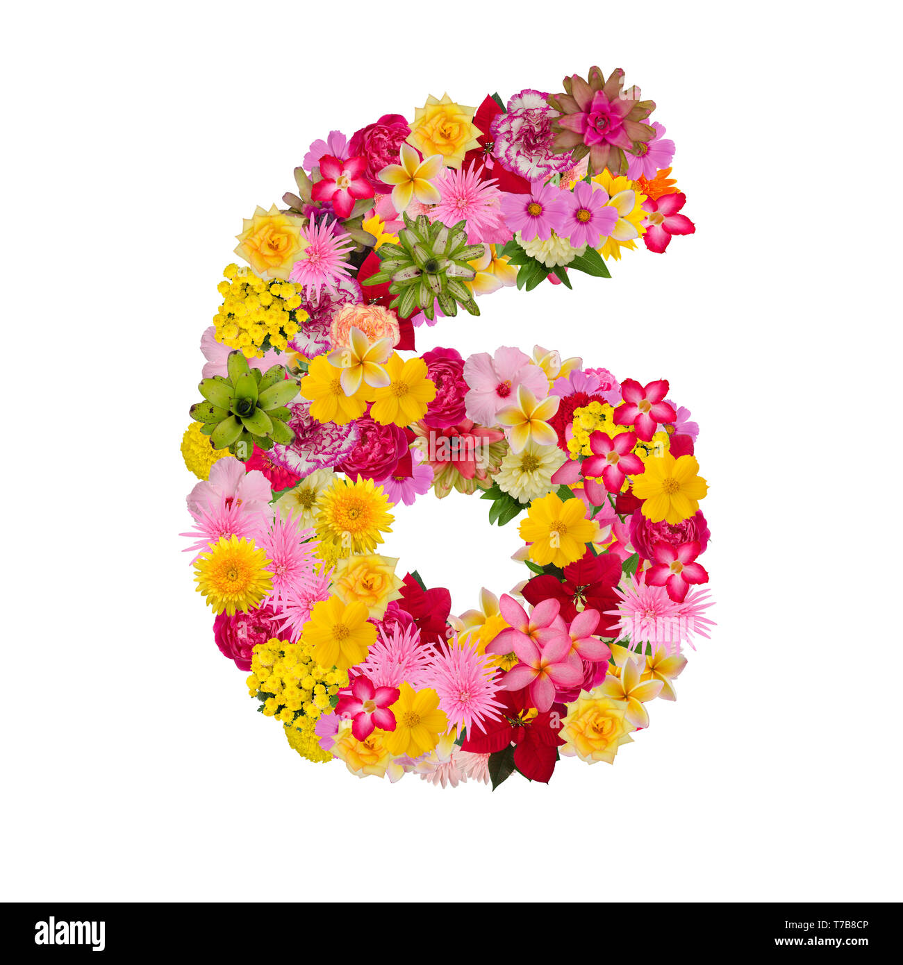 Number 6 made from flower isolated on white background. Whit clipping ...