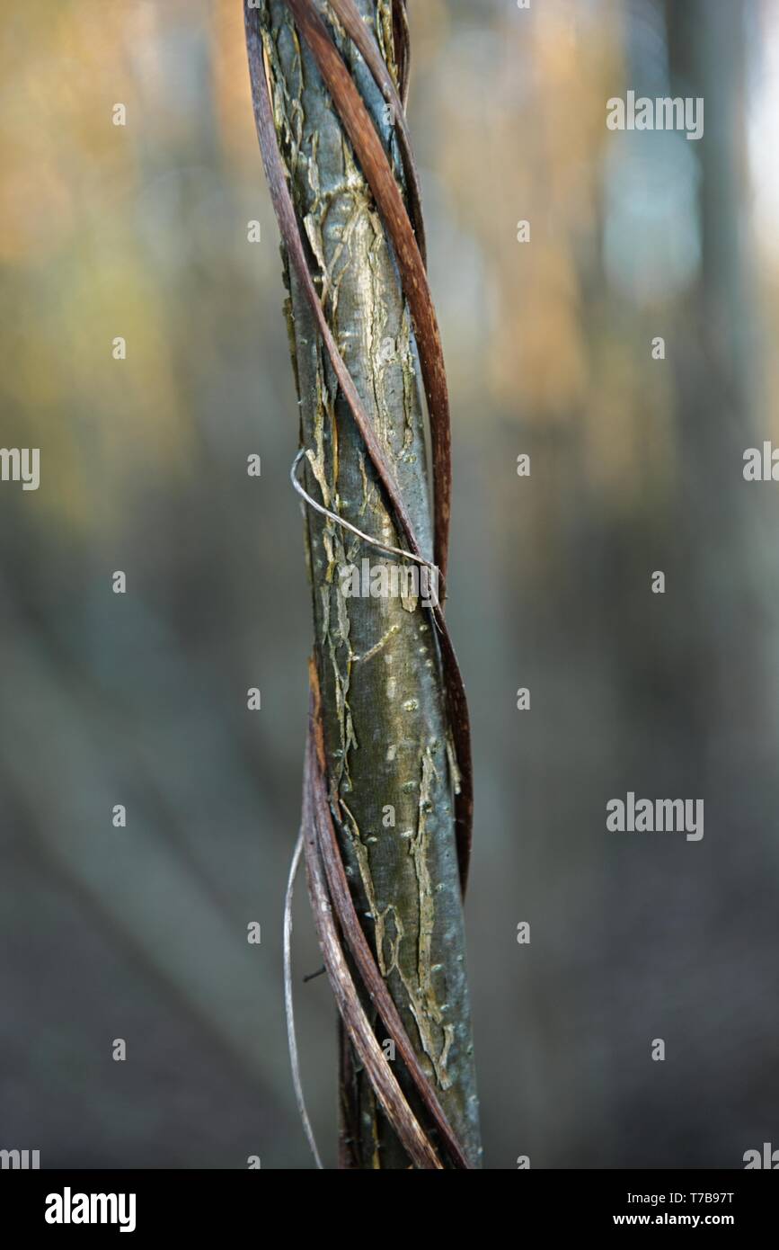 Tree vines hi-res stock photography and images - Alamy