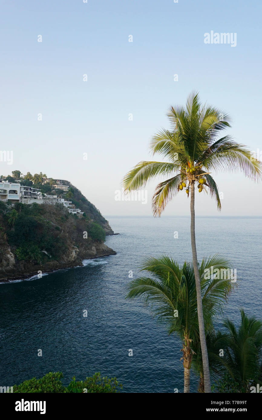 Coconut tree on the Pacific Coast of Mexico Stock Photo - Alamy