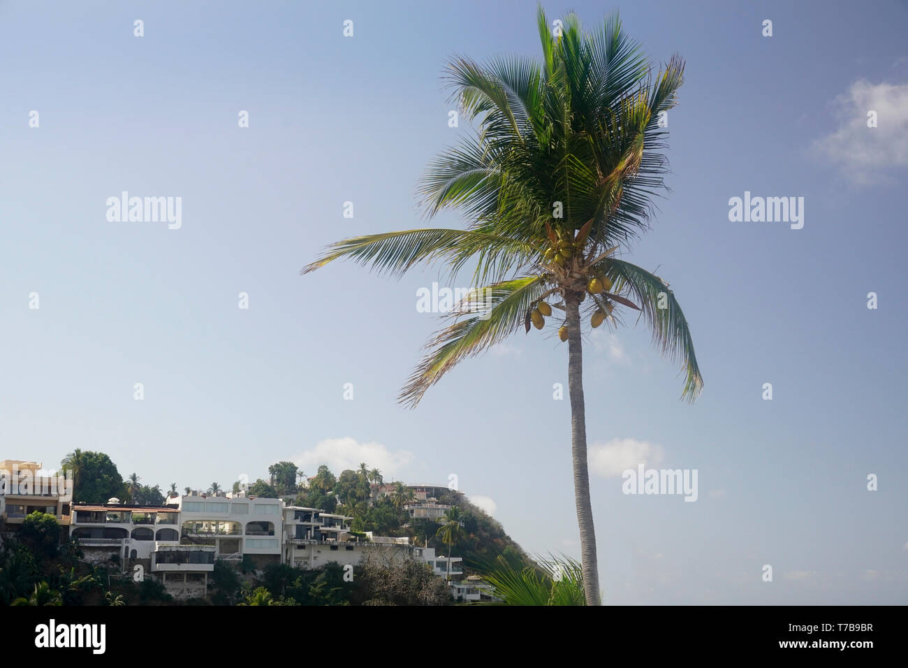 Coconut tree on the Pacific Coast of Mexico Stock Photo - Alamy