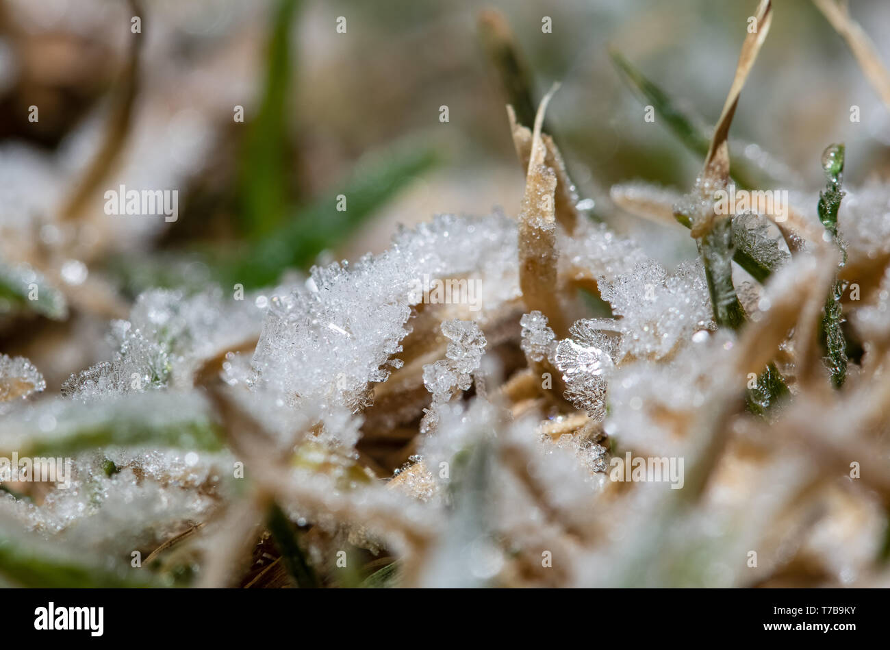 Ice on the top of the grass Stock Photo - Alamy