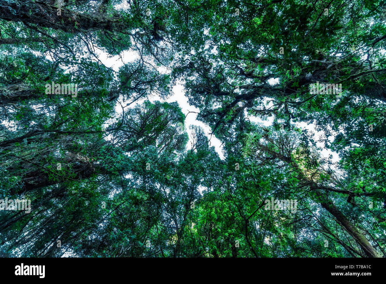 nature and forest Stock Photo - Alamy