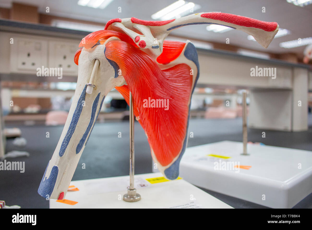 Upper Body Anatomy High Resolution Stock Photography and Images - Alamy