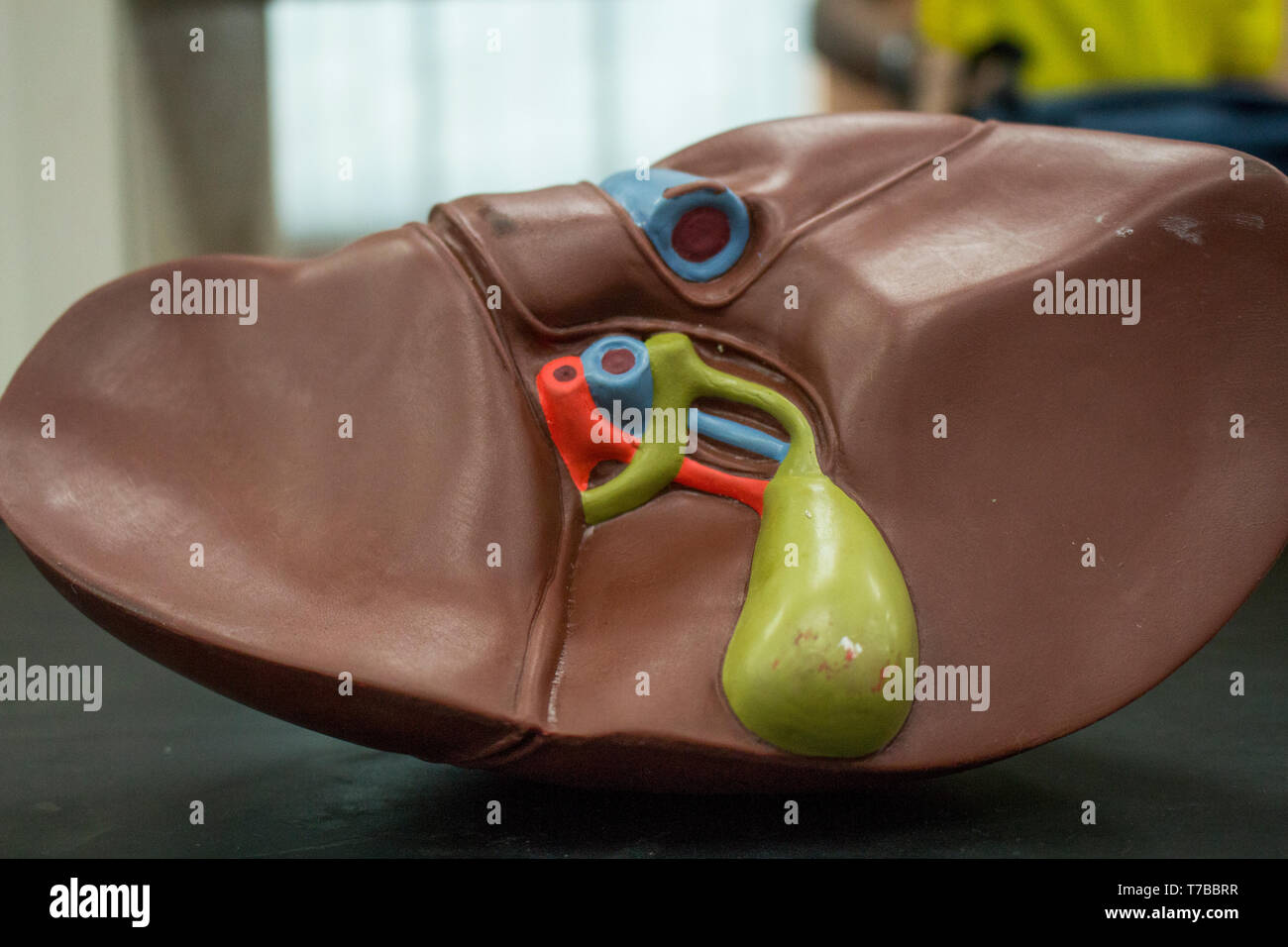 Model for human kidney with a posterior view for studying inside ...