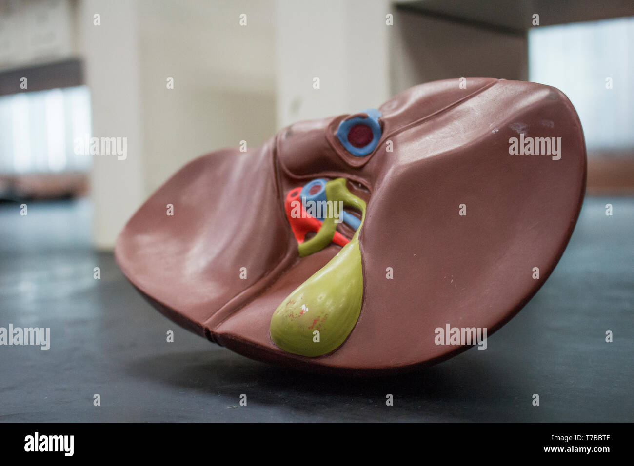 Model for human kidney with a posterior view for studying inside ...