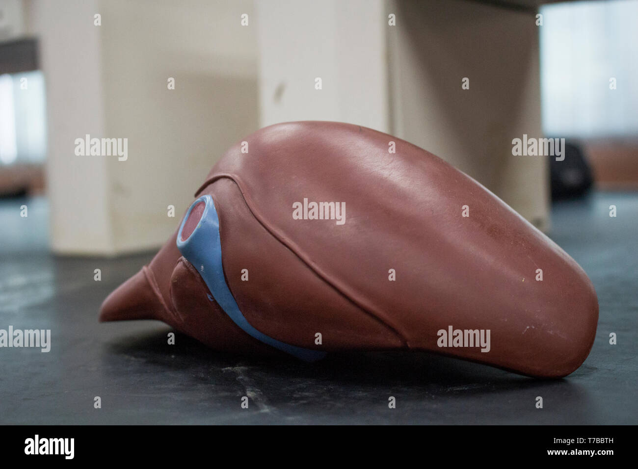Model for human kidney with a posterior view for studying inside ...