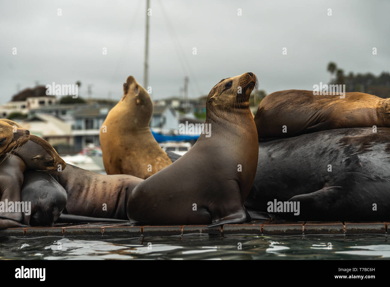 Sea Lions on a Floating Dock, Morro Bay, California Stock Photo - Alamy