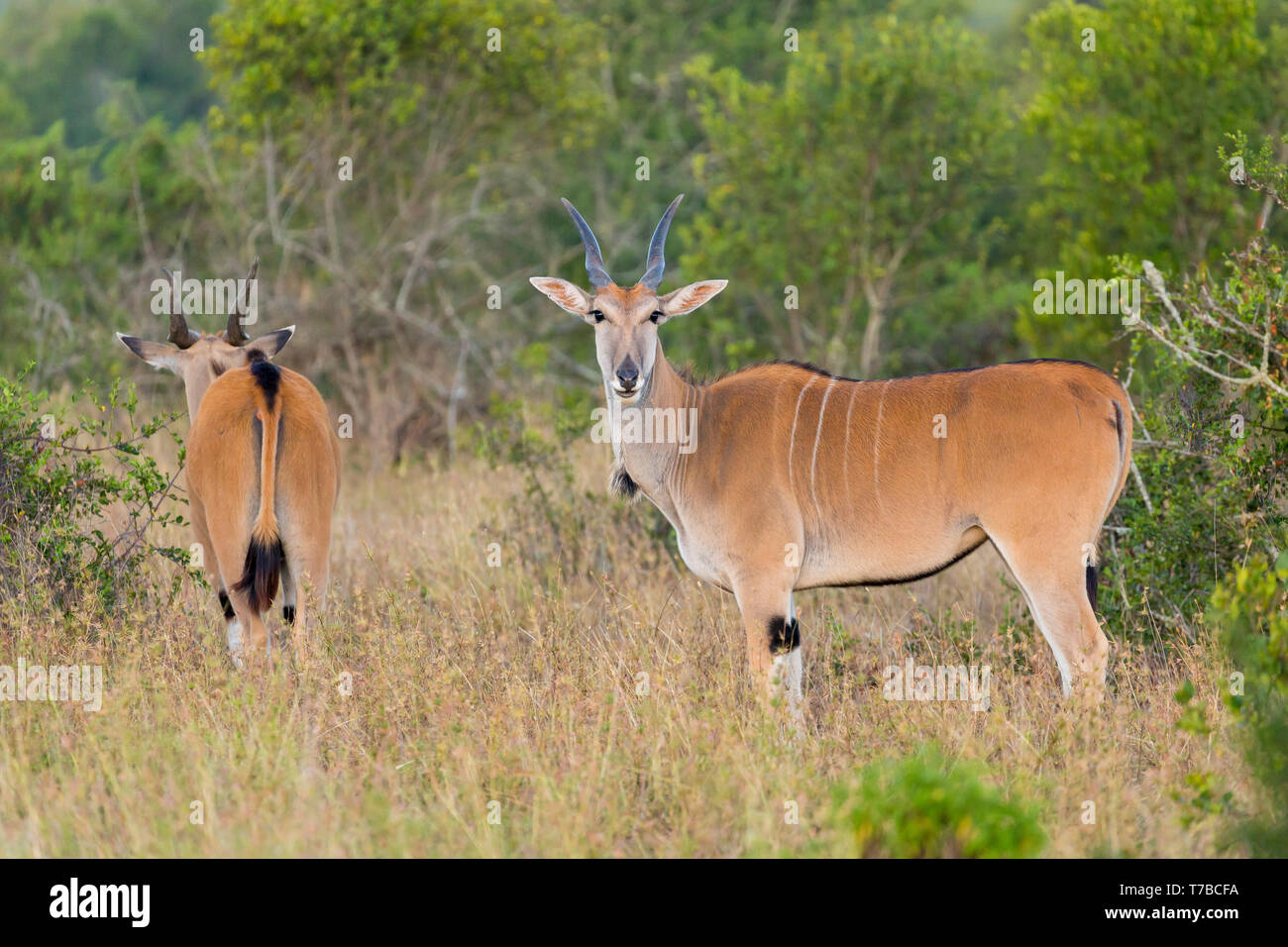 Profile of eland antelope hi-res stock photography and images - Alamy