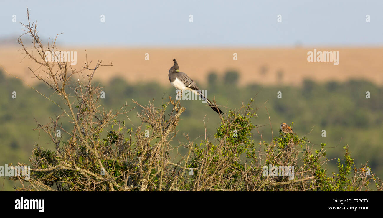 A female White-bellied go-away-bird on a branch on top of a bush ...