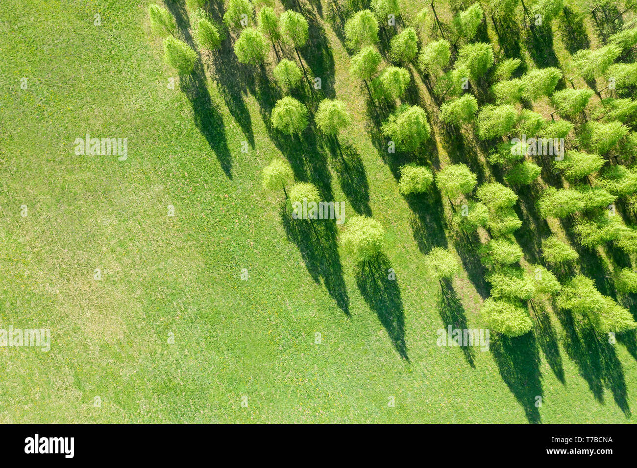 Beech wood aerial hi-res stock photography and images - Alamy