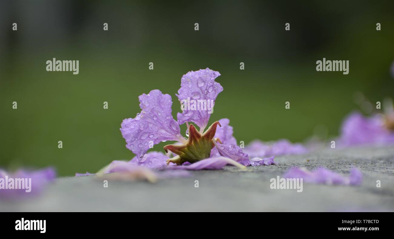 Jarul flower hi-res stock photography and images - Alamy