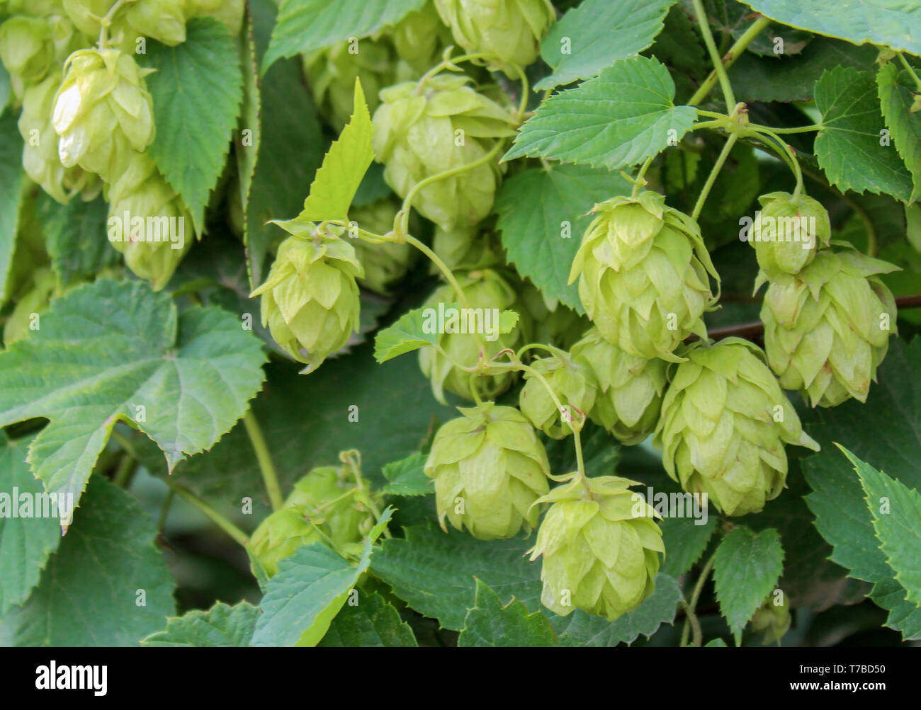 Curly vine hop with ripe cones as a background Stock Photo - Alamy