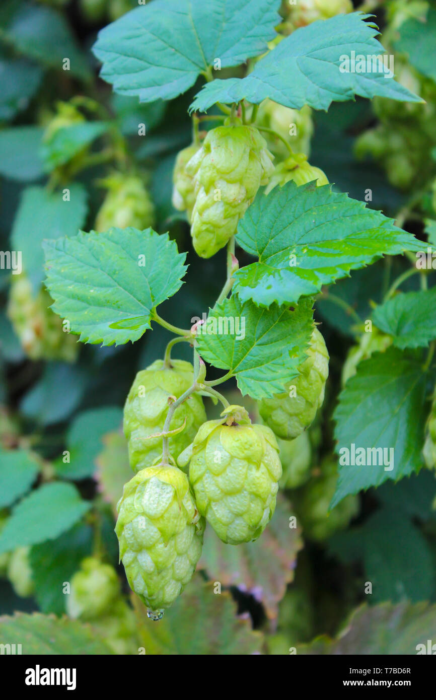 Curly vine hop with ripe cones as a background Stock Photo - Alamy
